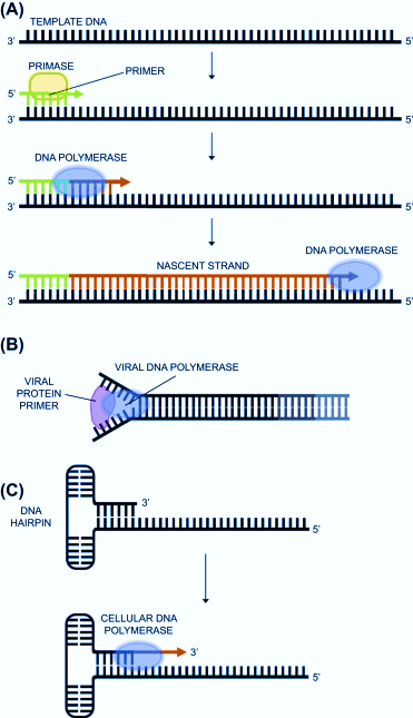 DNA Replication in Eukaryotes