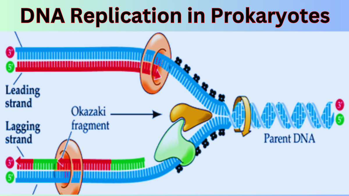 Dna Replication In Prokaryotes