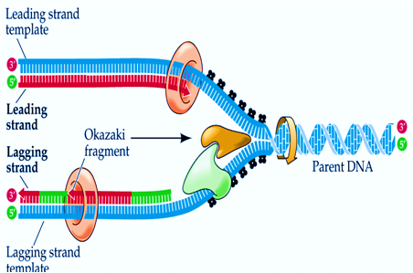 DNA Replication in Prokaryotes