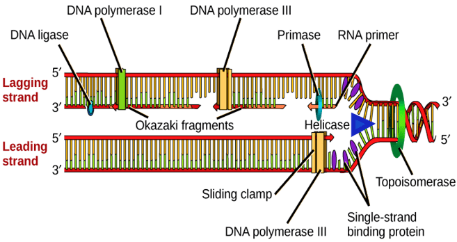 DNA Replication in Prokaryotes
