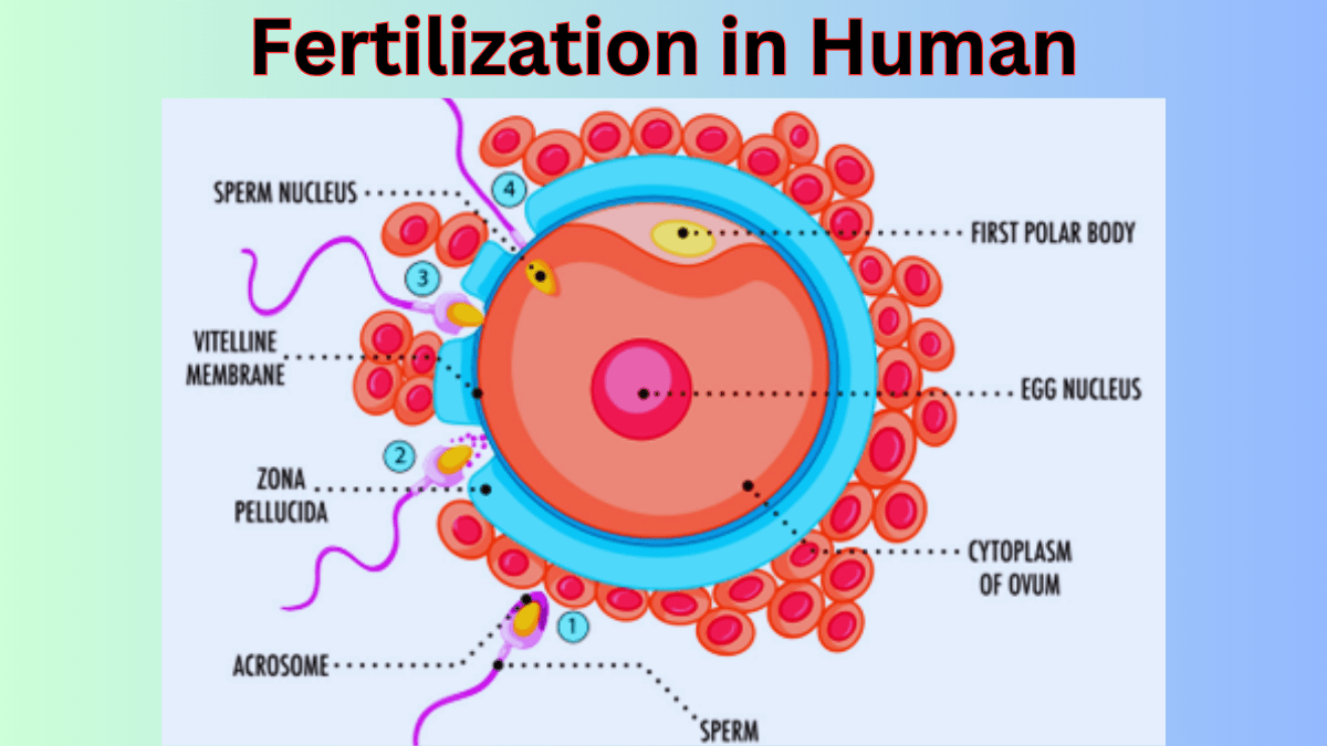 Fertilization and Implantation